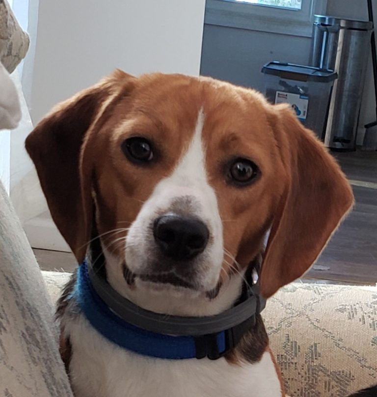 ChickPea – Homes For Animal Heroes
