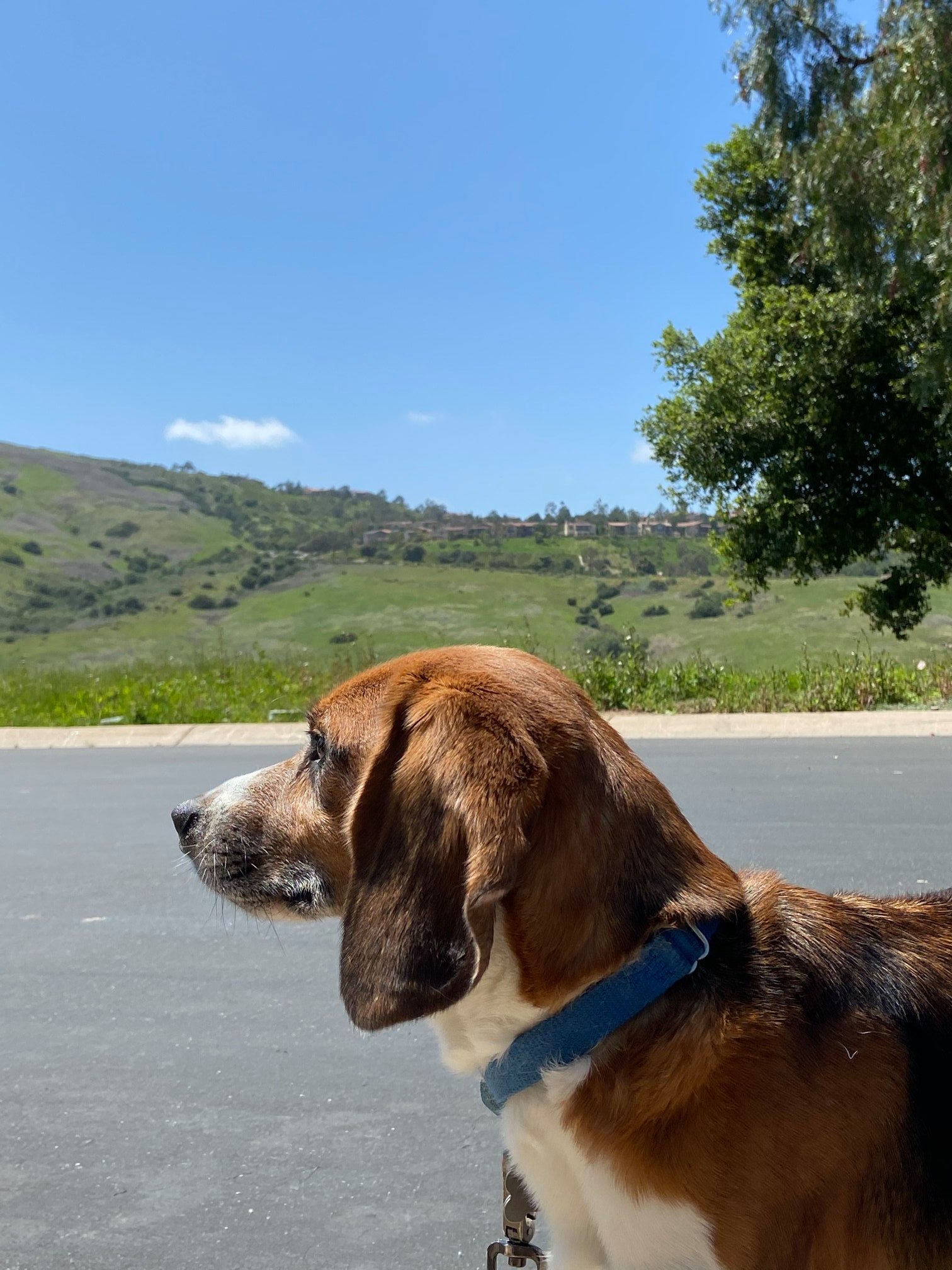 Luke – Homes For Animal Heroes